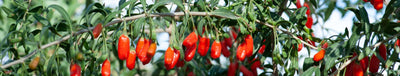 Goji Seed Berry Oil and How It Helps with Aging | Averr Aglow®
