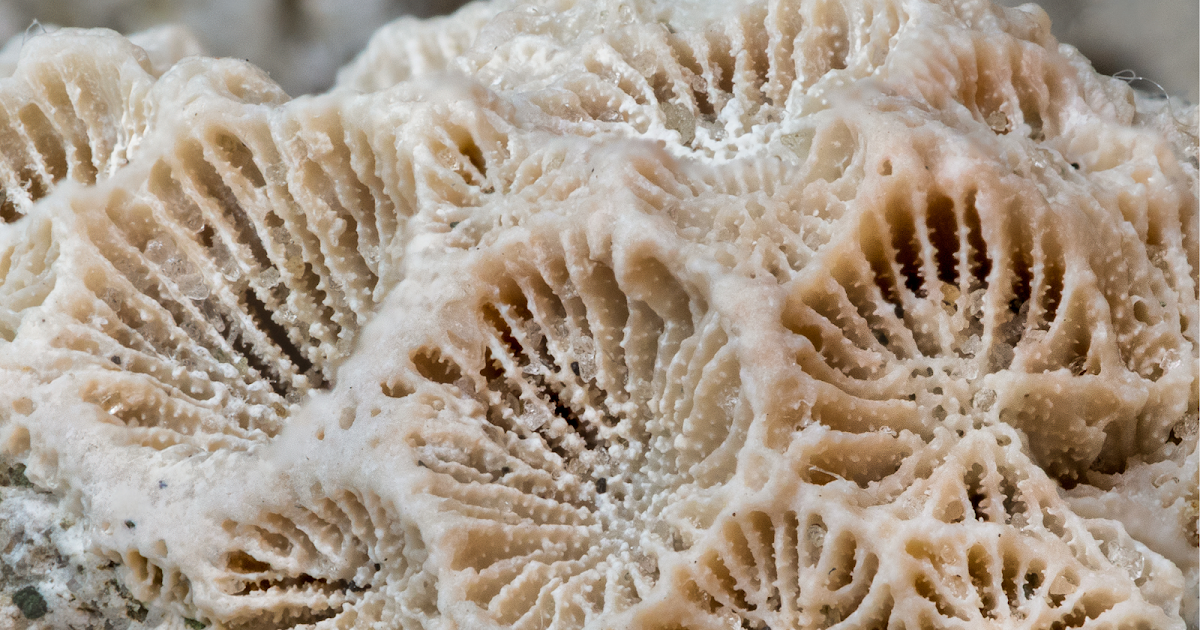 Coral and How It Helps Acne